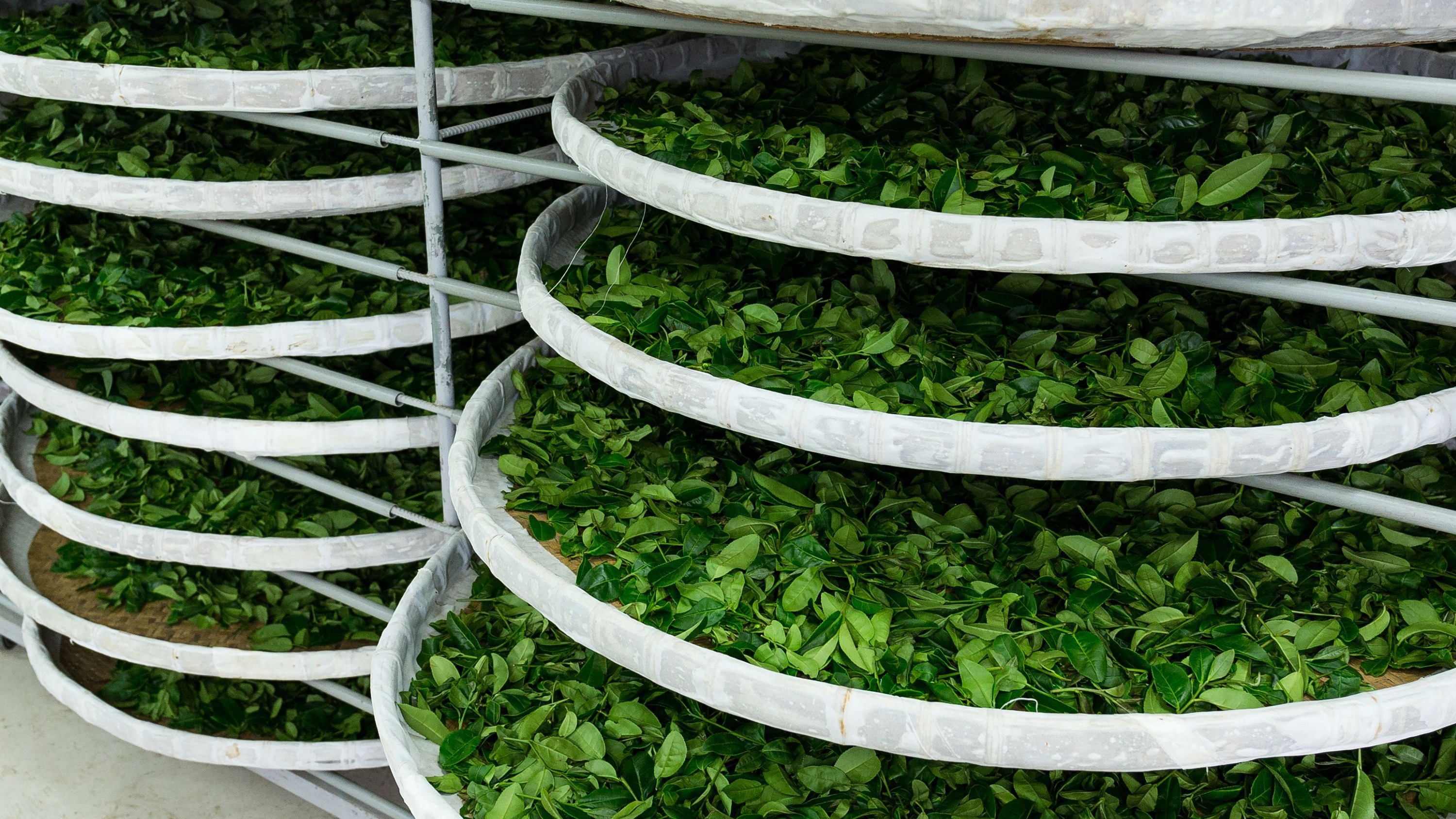 Lockhart Estate: Craft Your Own Tea Experience